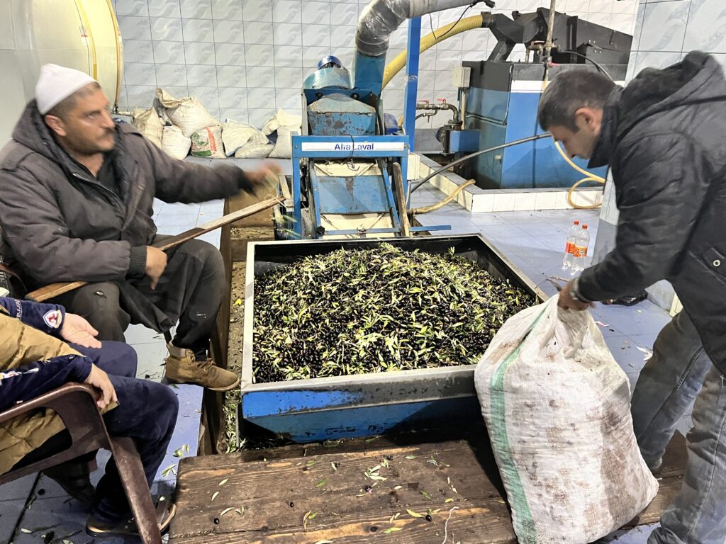 An Olive Branch to Lebanon’s Struggling Oil Producers - Nowlebanon
